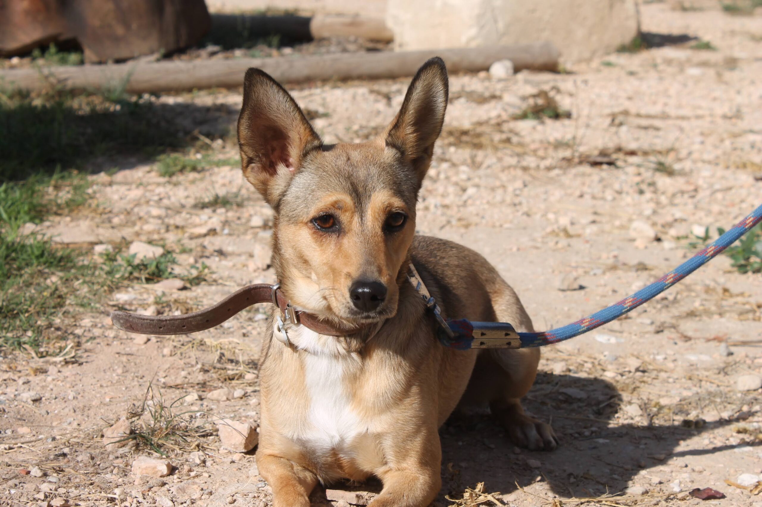 Cane - Hunde ohne Heimat e. V. - Neuigkeiten rund um unsere Hunde aus ...